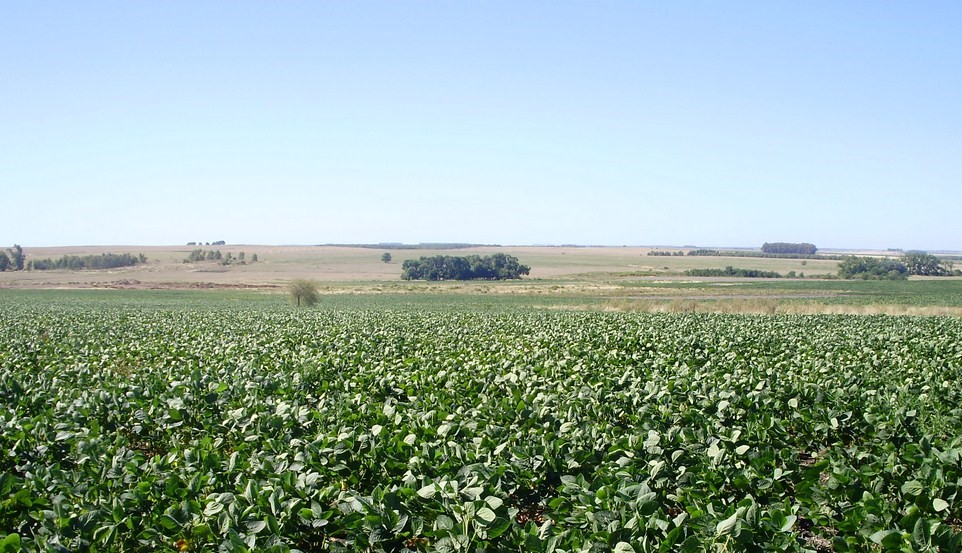 Prime Cropping Farm 2400 Hectares In Rio Negro