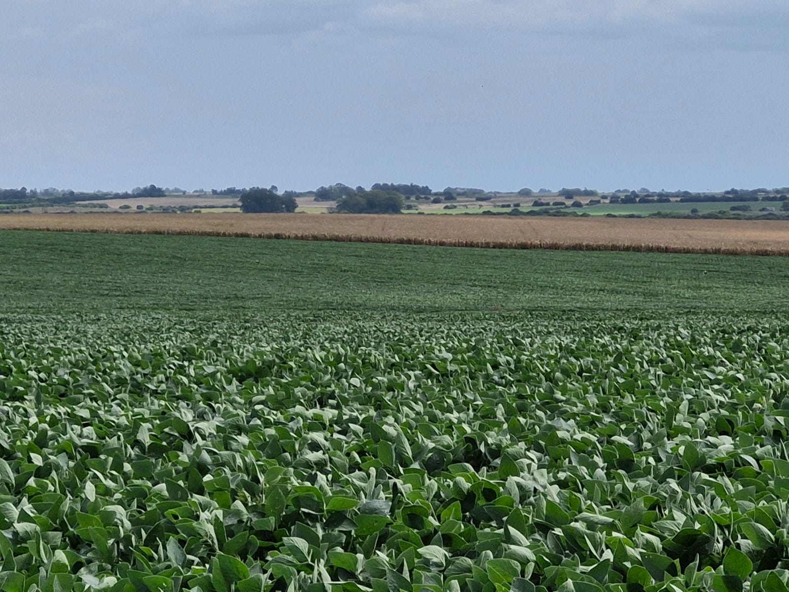 Prime Cropping Farm 2400 Hectares In Rio Negro