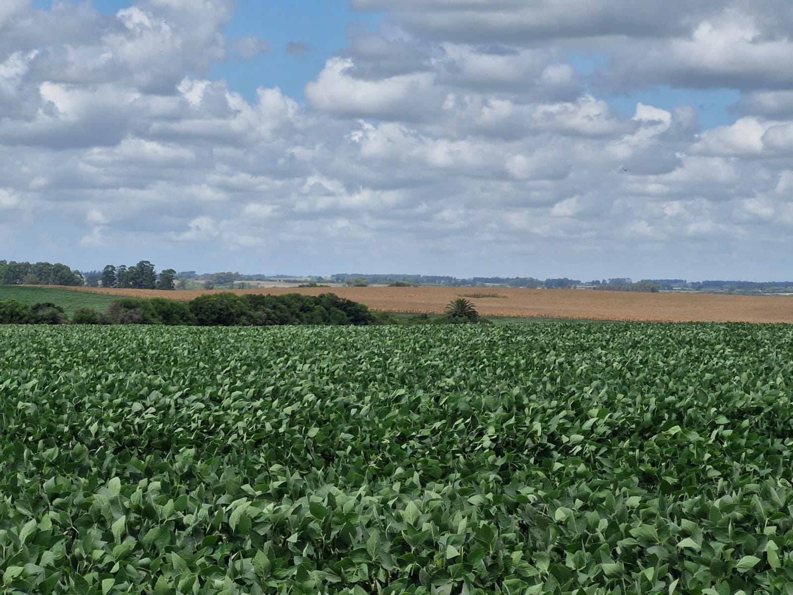 Prime Cropping Farm 2400 Hectares In Rio Negro