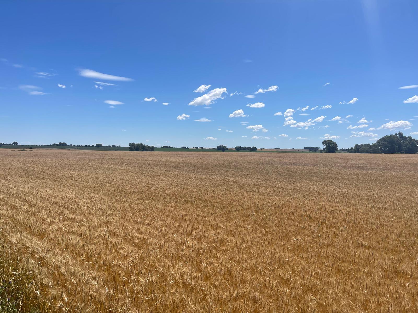 Prime Cropping Farm 2400 Hectares In Rio Negro